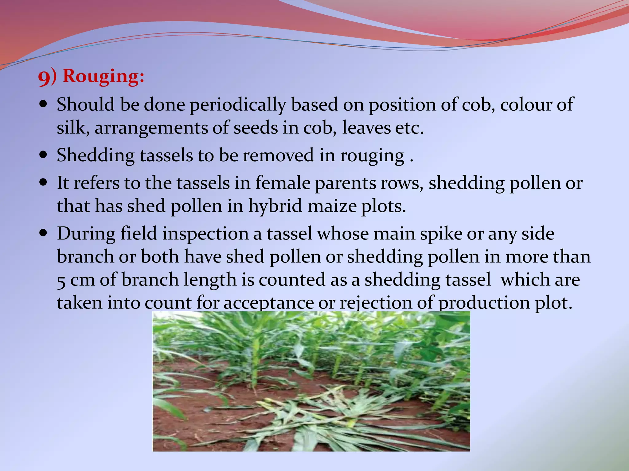 Hybrid seed production of castor and maize | PPTX