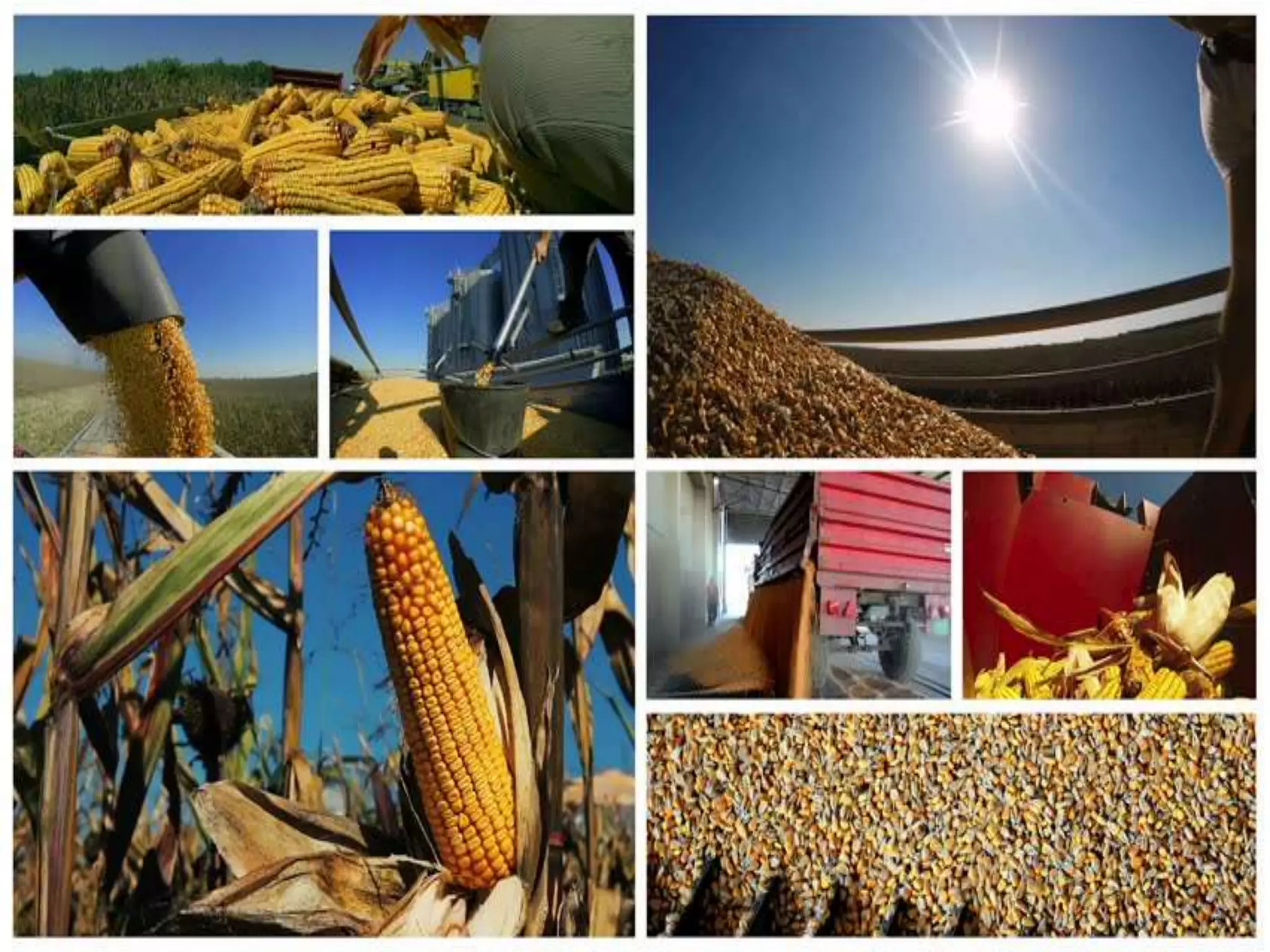 Hybrid seed production of castor and maize | PPTX