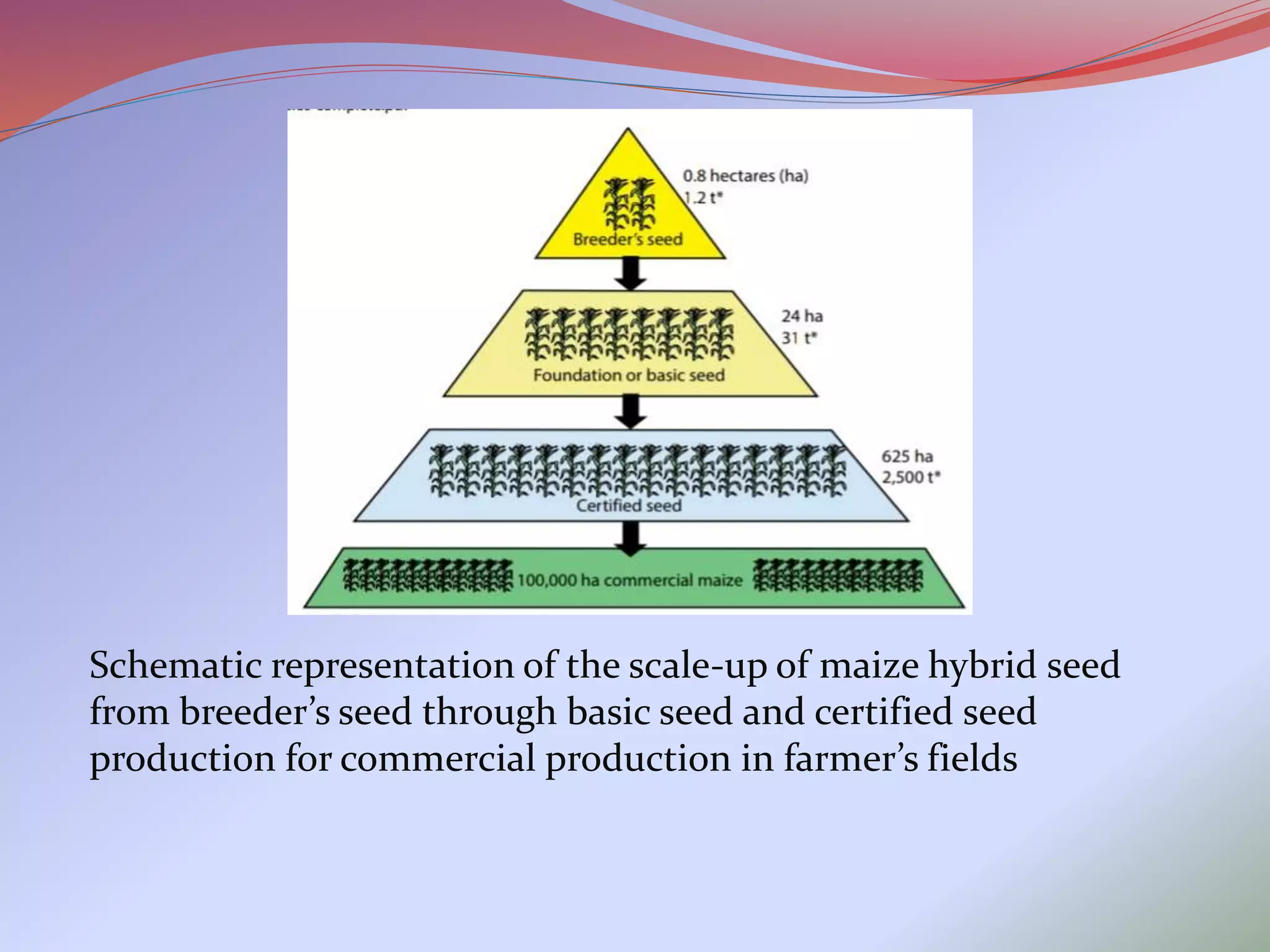 Hybrid seed production of castor and maize | PPTX