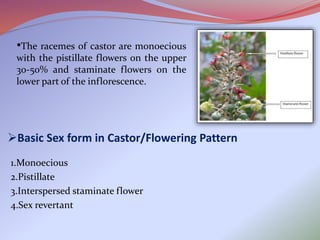 Hybrid seed production of castor and maize | PPTX