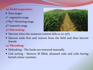 Hybrid seed production of castor and maize | PPTX