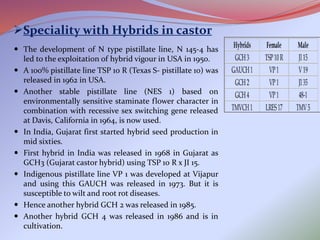 Hybrid seed production of castor and maize | PPTX