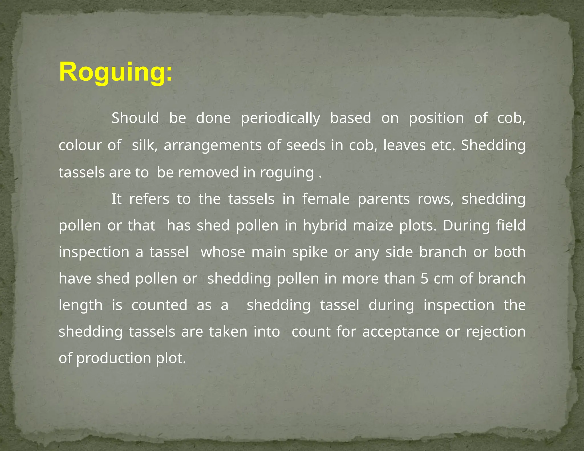 Hybrid seed production of maize.pptx semester | PPTX