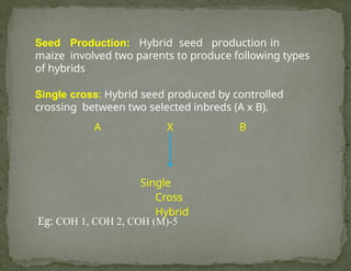 Hybrid seed production of maize.pptx semester | PPTX
