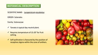 Hybrid seed production of tomato | PPTX