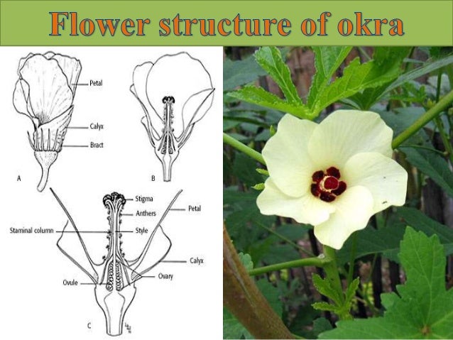 Hybrid seed production okra