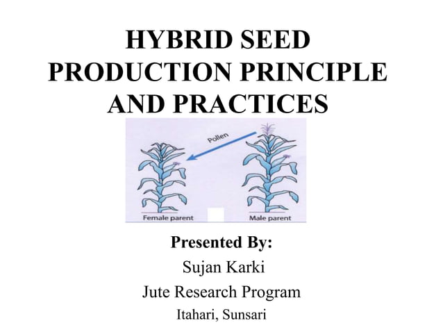Hybrid seed production principle and practices.pptx | Agriculture ...