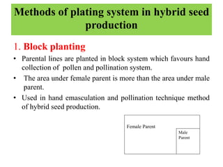 Hybrid seed production principle and practices.pptx
