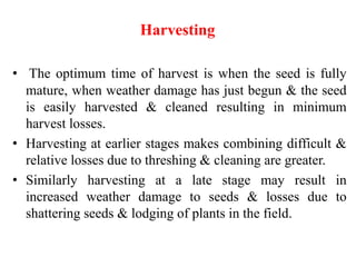 Hybrid seed production principle and practices.pptx