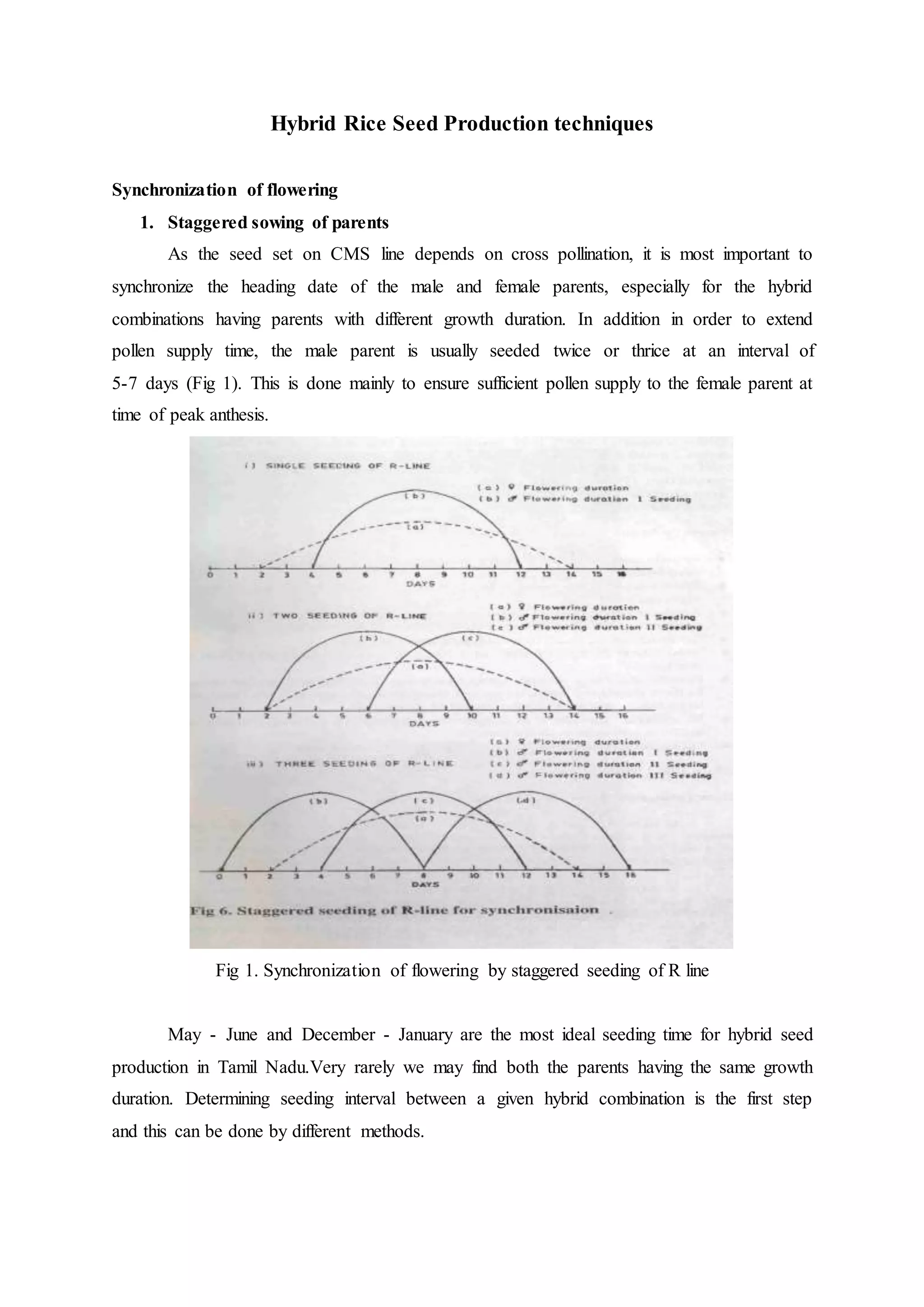 Hybrid seed production rice | DOCX