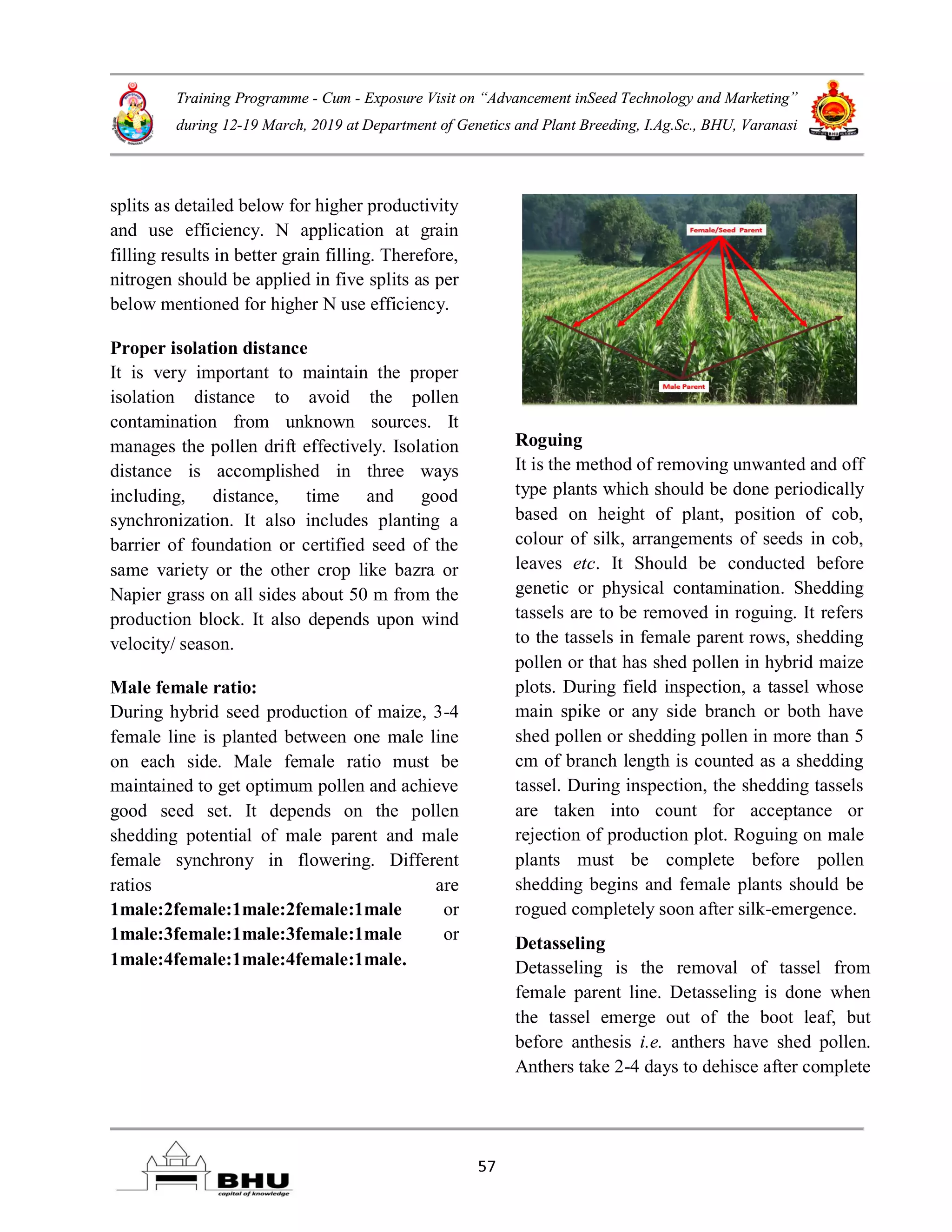 Hybrid seed production technique in maize training manual | PDF