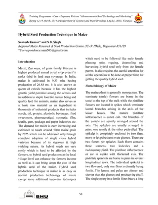 Hybrid seed production technique in maize training manual | PDF