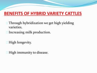 Hybrid variety animals | PPTX