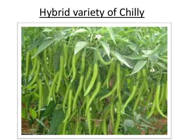 Hybrid variety of plants