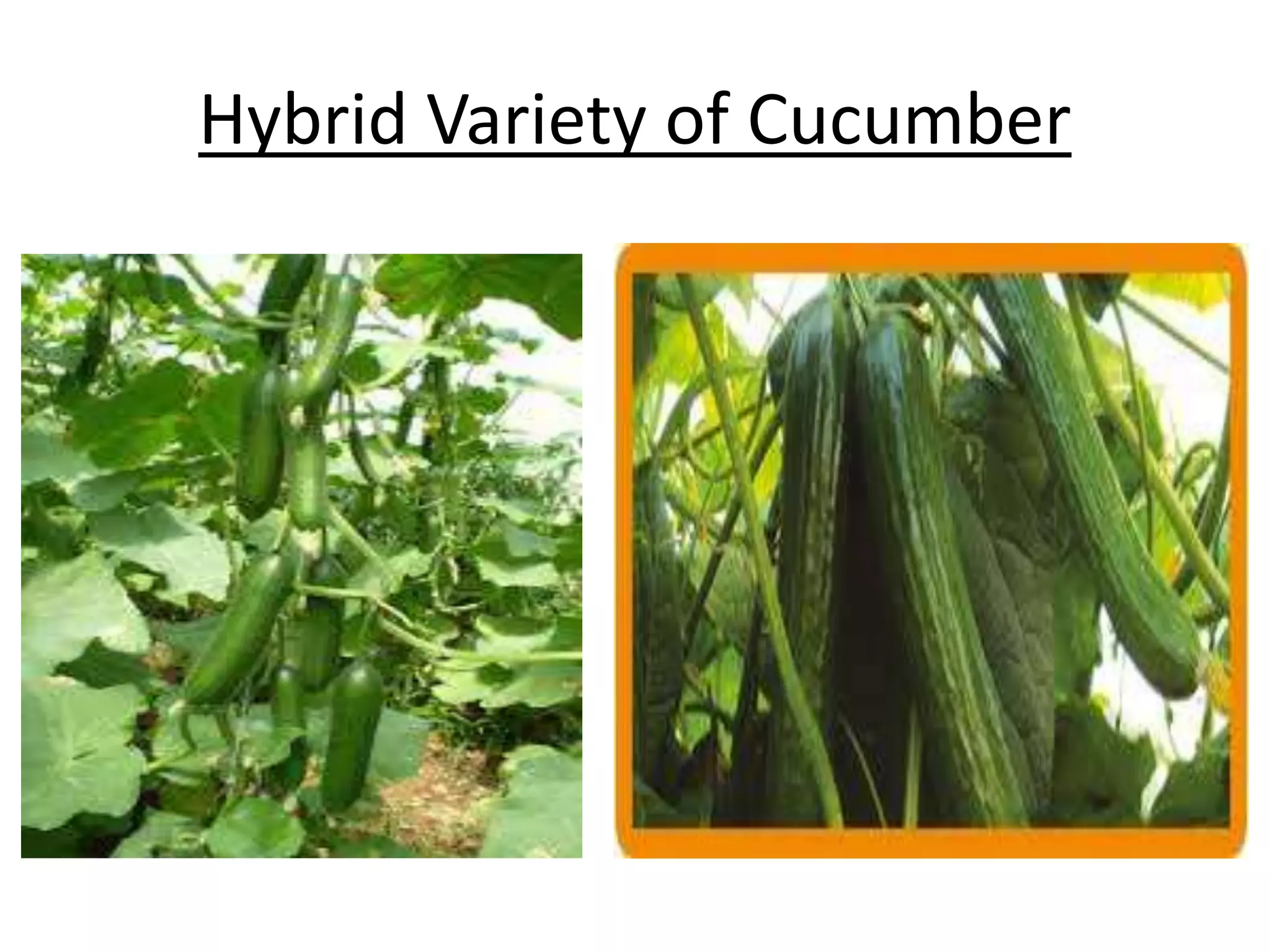 Hybrid variety plants | PPTX