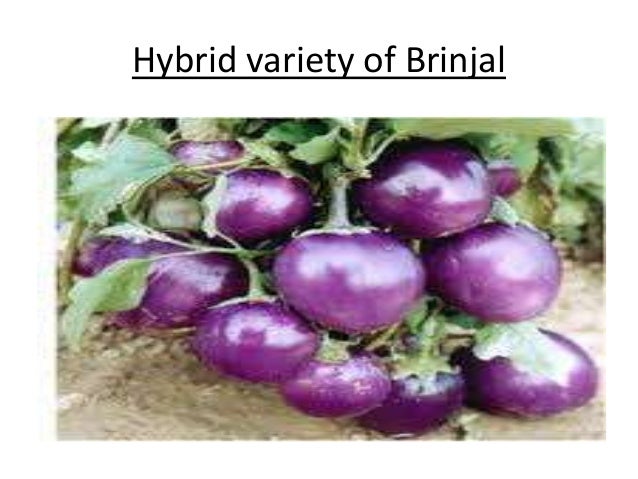 Hybrid variety plants