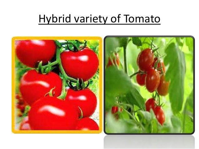 Hybrid variety plants