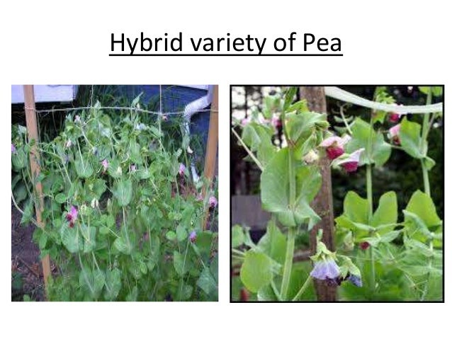 Hybrid variety plants