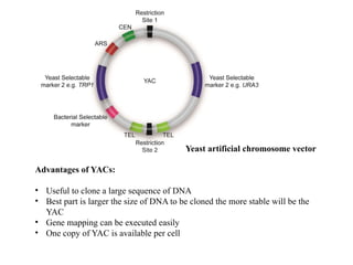 Hybrid Vectors and Vectors used for cloning in.pptx