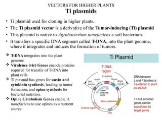 Hybrid Vectors and Vectors used for cloning in.pptx