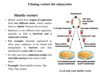 Hybrid Vectors and Vectors used for cloning in.pptx
