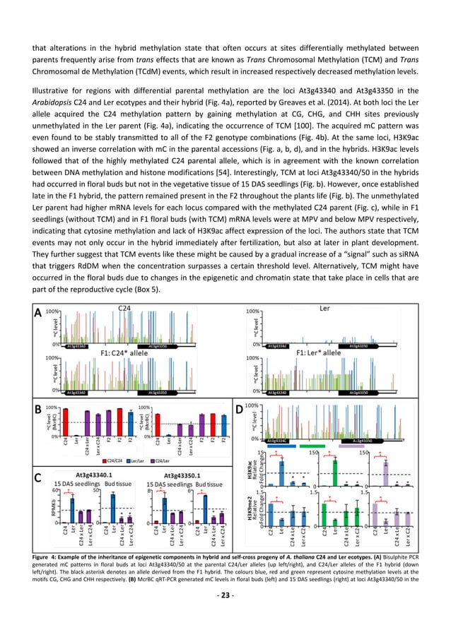 Hybrid vigor in plants, and the role of epigenetics. | PDF