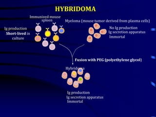 Hybridoma technology | PPT
