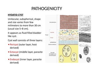 HTDATID CYST. 01 | PDF