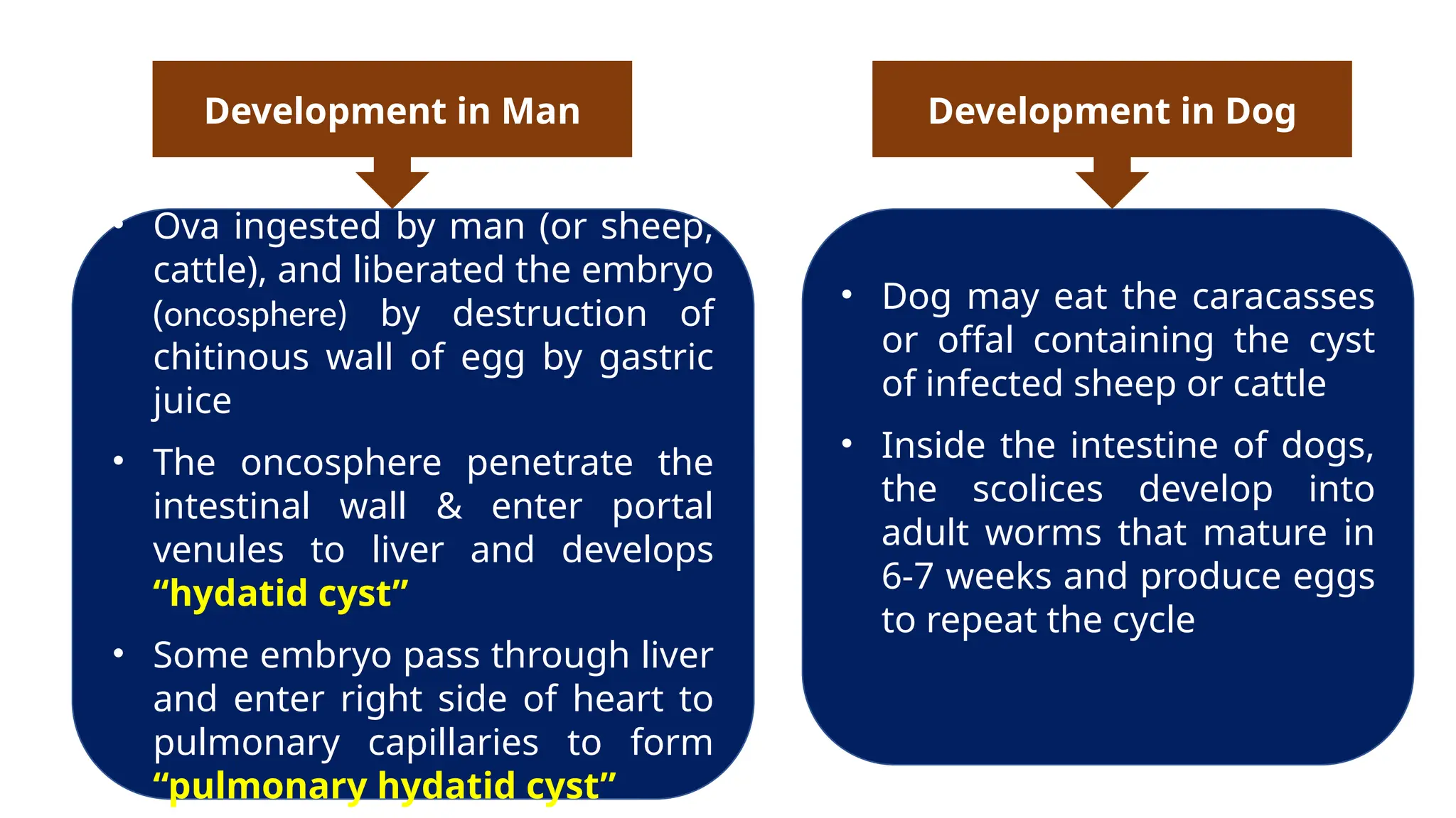 Hydatid Cyst: Pathogenesis, Clinical Manifestations, and Management ...