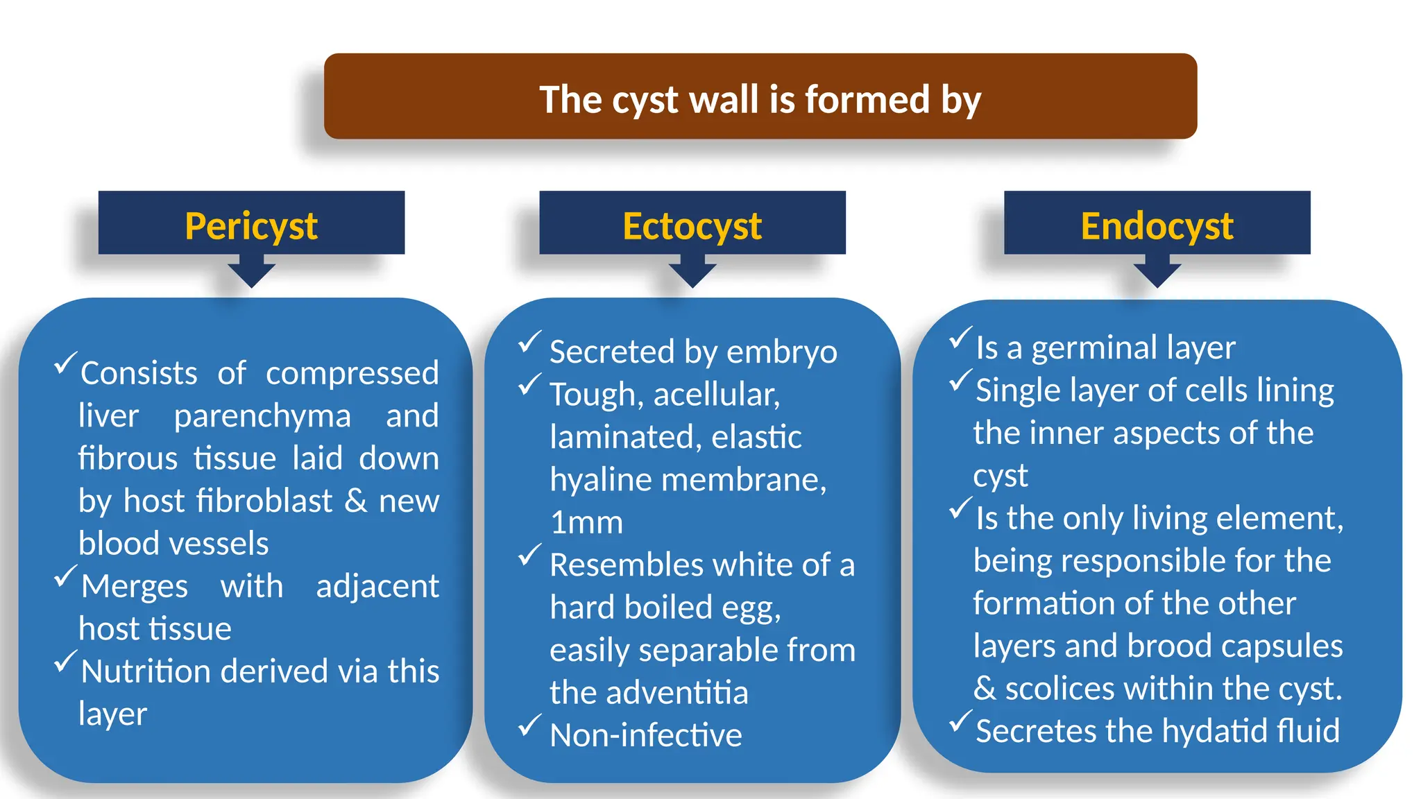 Hydatid Cyst: Pathogenesis, Clinical Manifestations, and Management ...