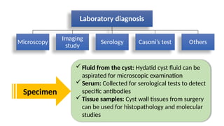 Hydatid Cyst: Pathogenesis, Clinical Manifestations, and Management ...