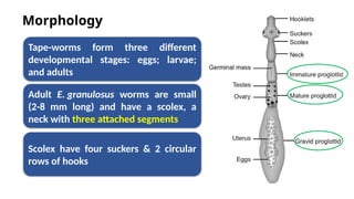 Hydatid Cyst: Pathogenesis, Clinical Manifestations, and Management ...