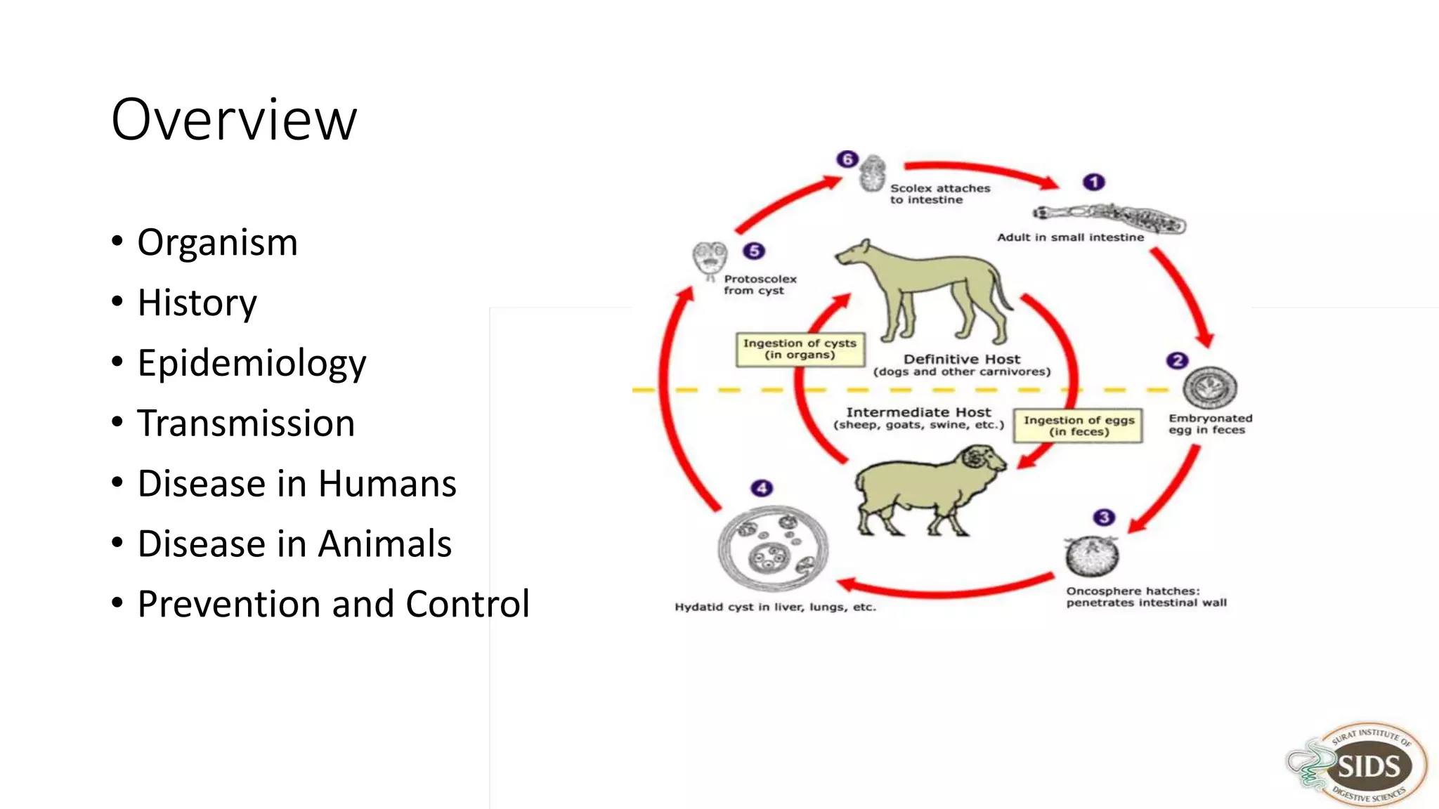 Hydatid cyst liver over view - Dr Keyur Bhatt | PPTX | Infectious Diseases | Diseases and Conditions