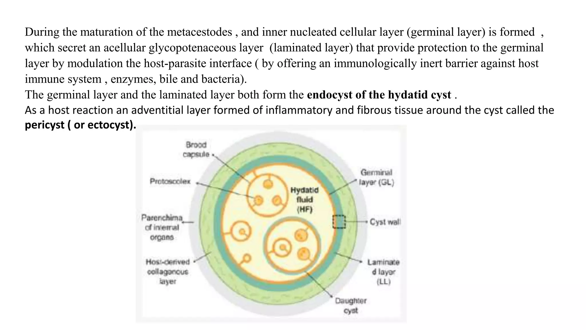 Hydatid cyst disease of the liver الدكتور طارق المنيزل | PPTX