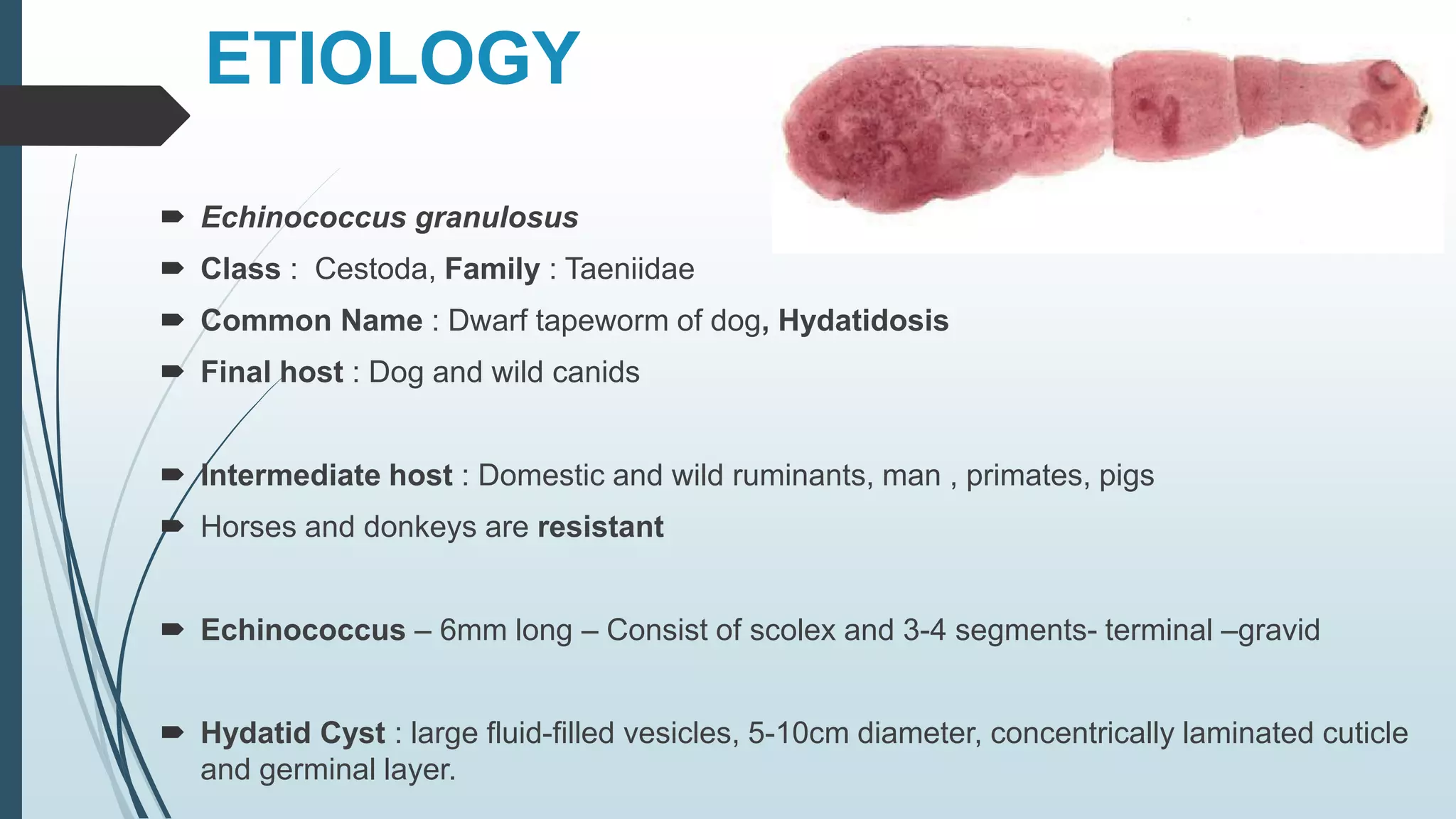 Hydatidosis- Echinococcus granulosus | PPT