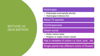 Hydrangea.pptx