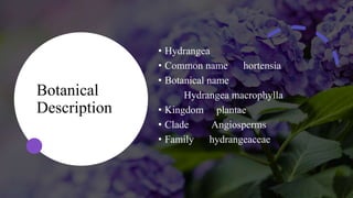 Hydrangea.pptx