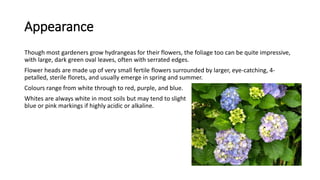 Hydrangeas | PPTX