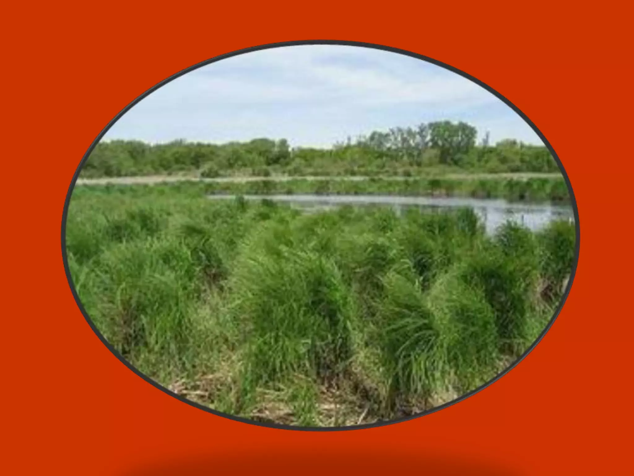 Hydrosere (Hydrarch Succession) | PPTX