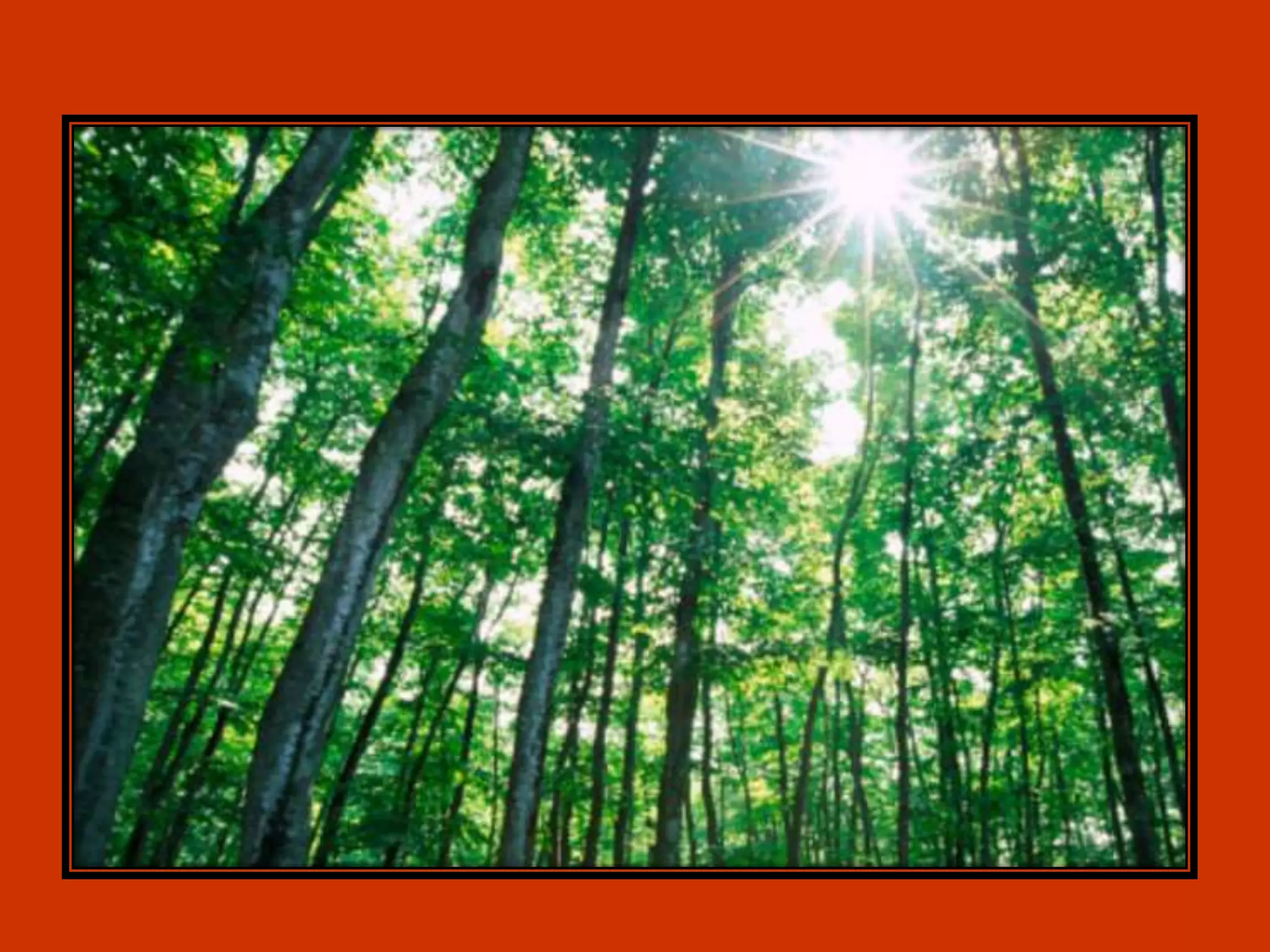 Hydrosere (Hydrarch Succession) | PPTX