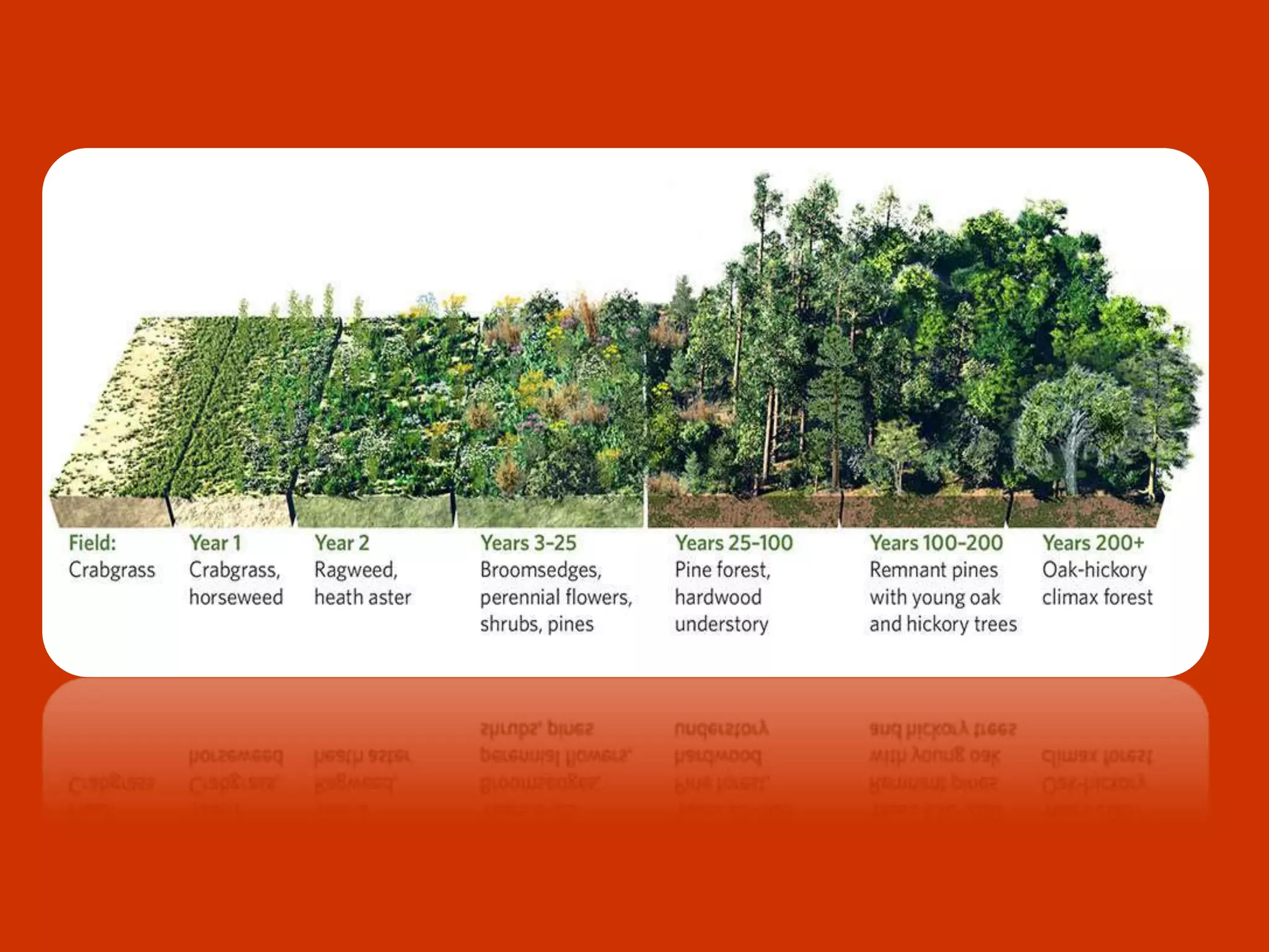 Hydrosere (Hydrarch Succession) | PPTX