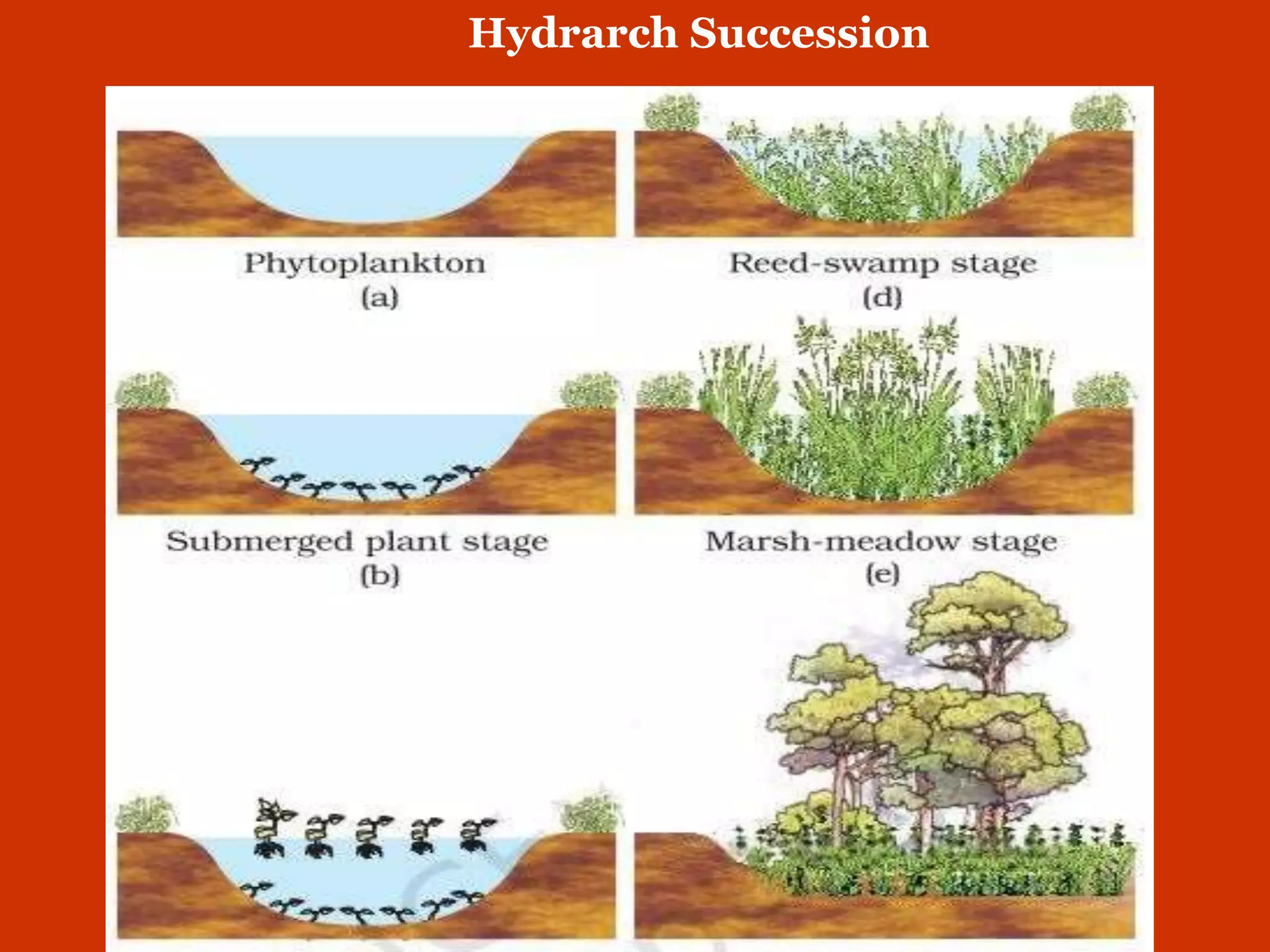 Hydrosere (Hydrarch Succession) | PPTX