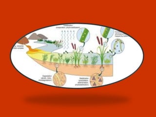 Hydrosere (Hydrarch Succession) | PPTX
