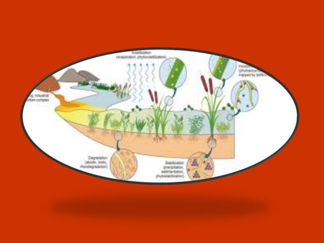 Hydrosere (Hydrarch Succession) | PPTX
