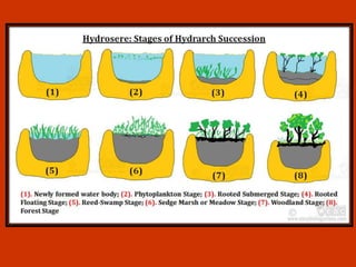 Hydrosere (Hydrarch Succession) | PPTX