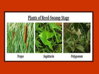 Hydrosere (Hydrarch Succession) | PPTX