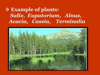 Hydrosere (Hydrarch Succession) | PPTX