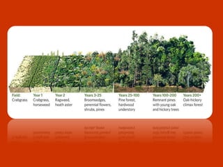 Hydrosere (Hydrarch Succession) | PPTX