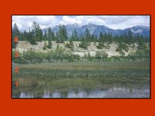 Hydrosere (Hydrarch Succession) | PPTX