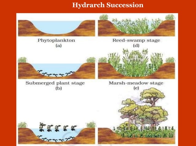 Hydrosere (Hydrarch Succession) | PPTX